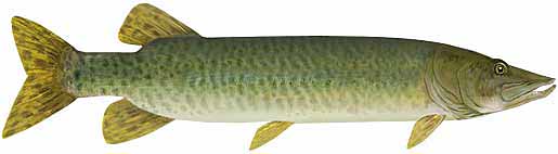Guide To Catching Big Muskies